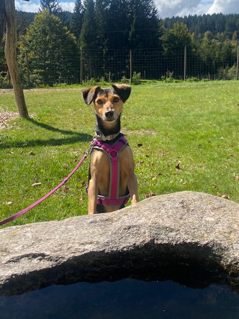 6 Tage "Rund um den Hund" 14.-19. September 2025 Schwarzwald, Tag 2 ...